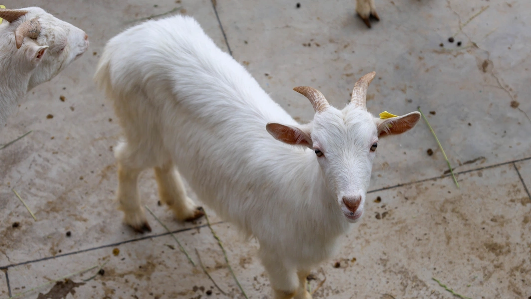 Experts compare cow, buffalo and goat milk health benefits