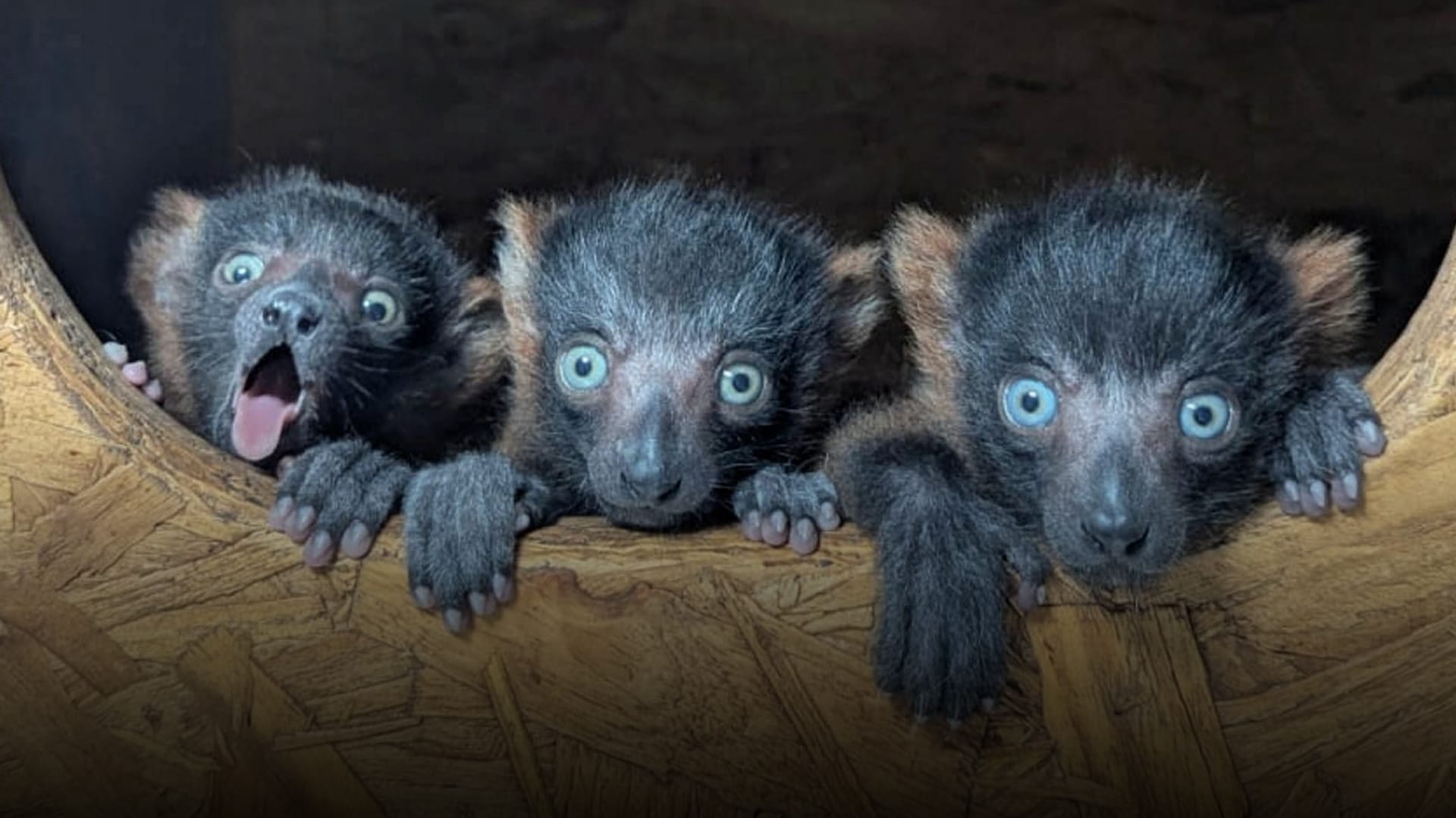 Rare quadruplet lemurs born at UK wildlife park in conservation milestone