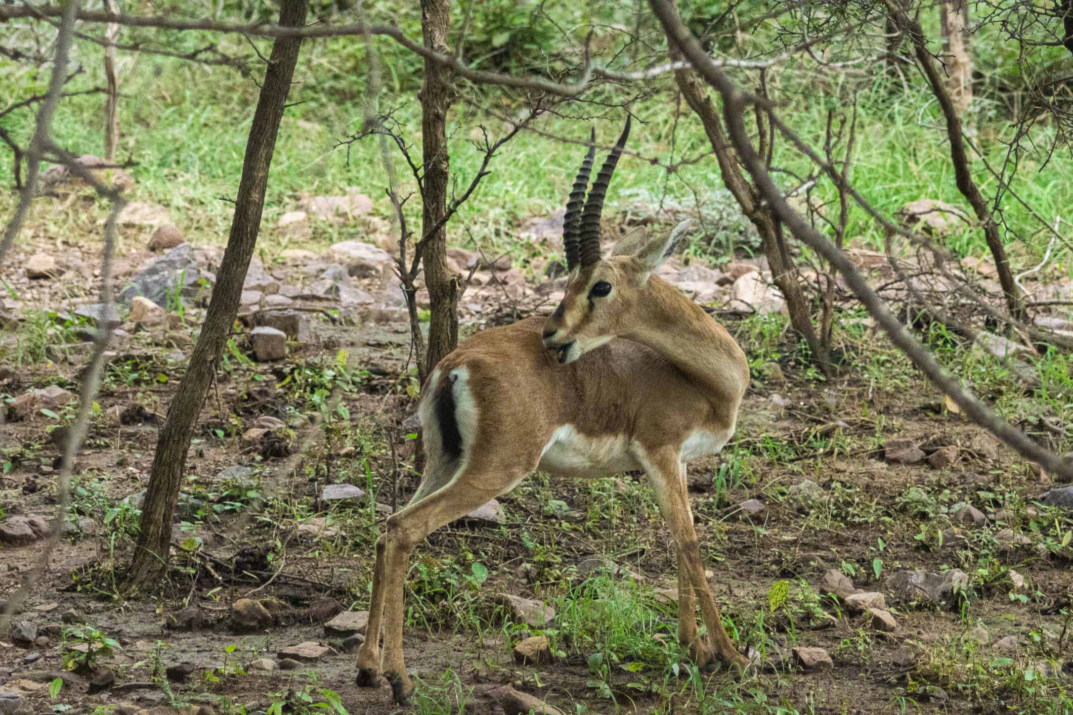 10 animals people often mistake for deer