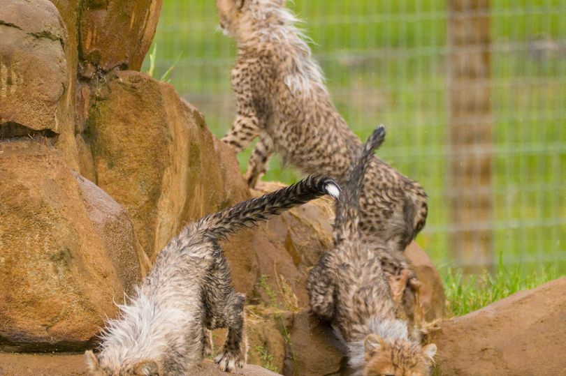 Adorable cheetah cubs make first steps into main enclosure at Yorkshire ...