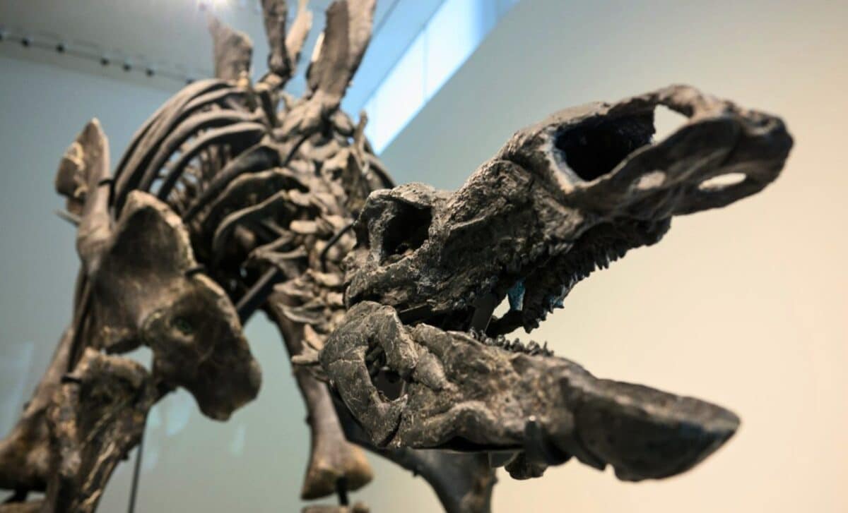Paleontologists unearth Europe’s best-preserved 150-million-year-old ...