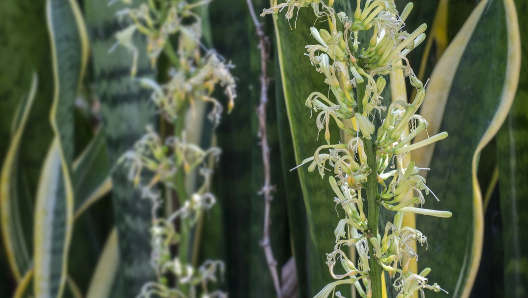 Snake plant care made simple for busy plant lovers