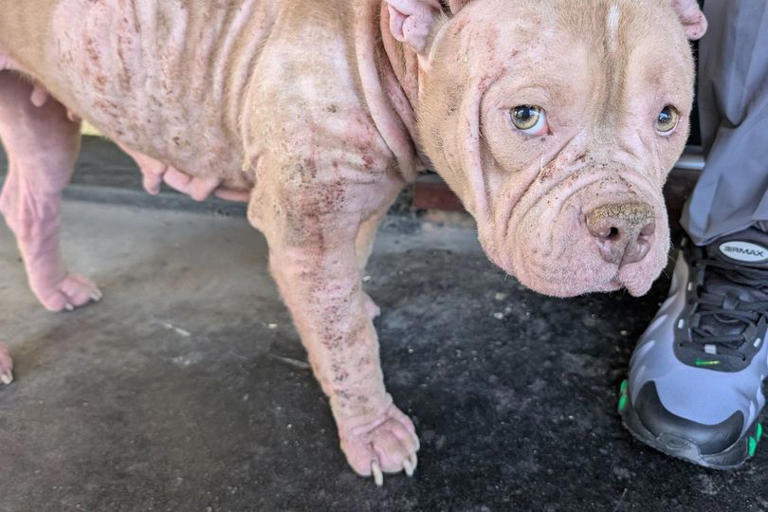 Dog owner banned for 10 years after pet found with severe skin disease
