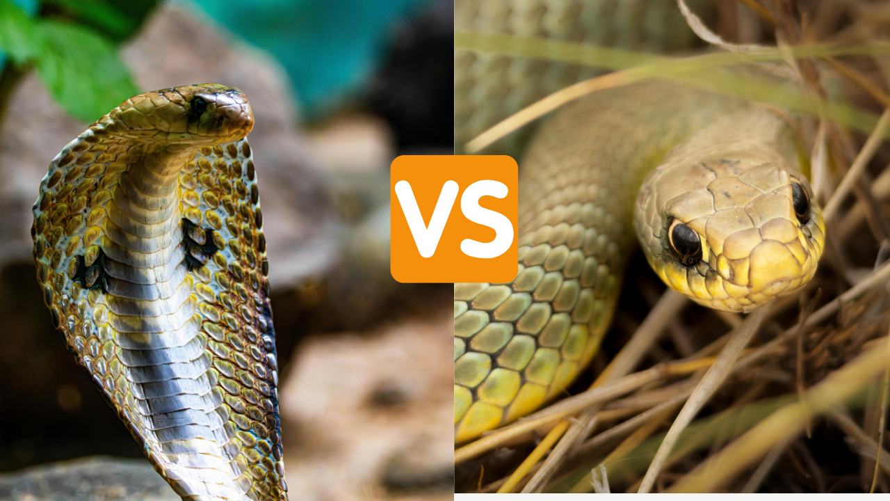 Rat snake vs. Indian cobra: Identification, behaviour, bite risk and ...