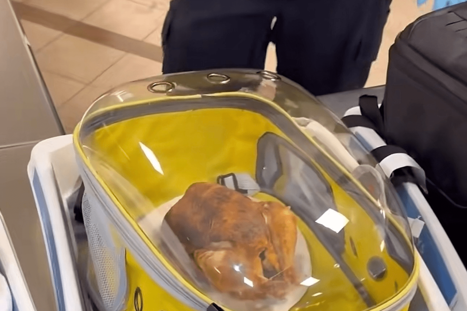 Someone just decided to put TSA’s rotisserie chicken rule to the test