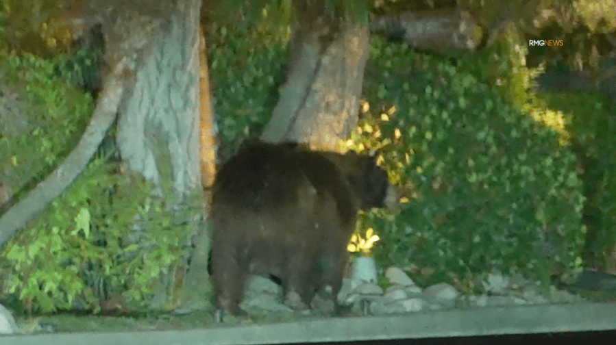 Large bear seen roaming near upscale homes in Los Angeles’ San Fernando ...