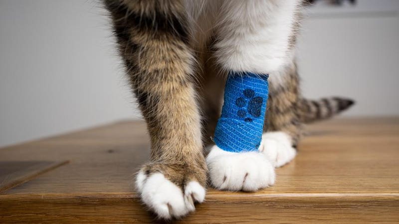 New pet insurance laws in some states may get you covered faster
