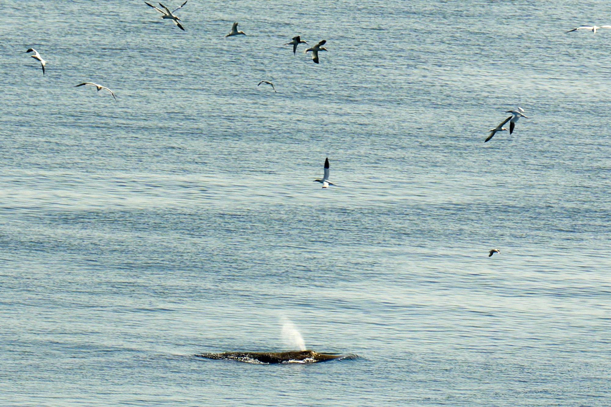 A whale of time at RSPB Bempton Cliffs