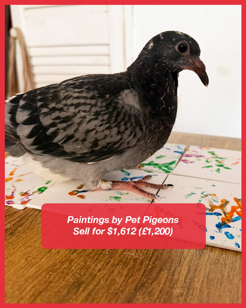Woman earns $1,600 selling artwork created by her pet pigeons