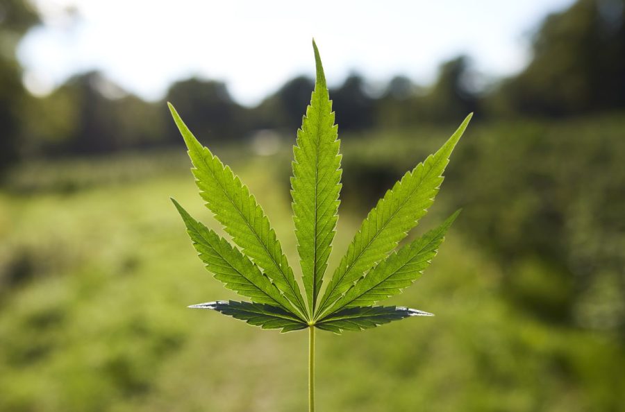 Cannabis companies hid health issues from consumers: Federal lawsuit