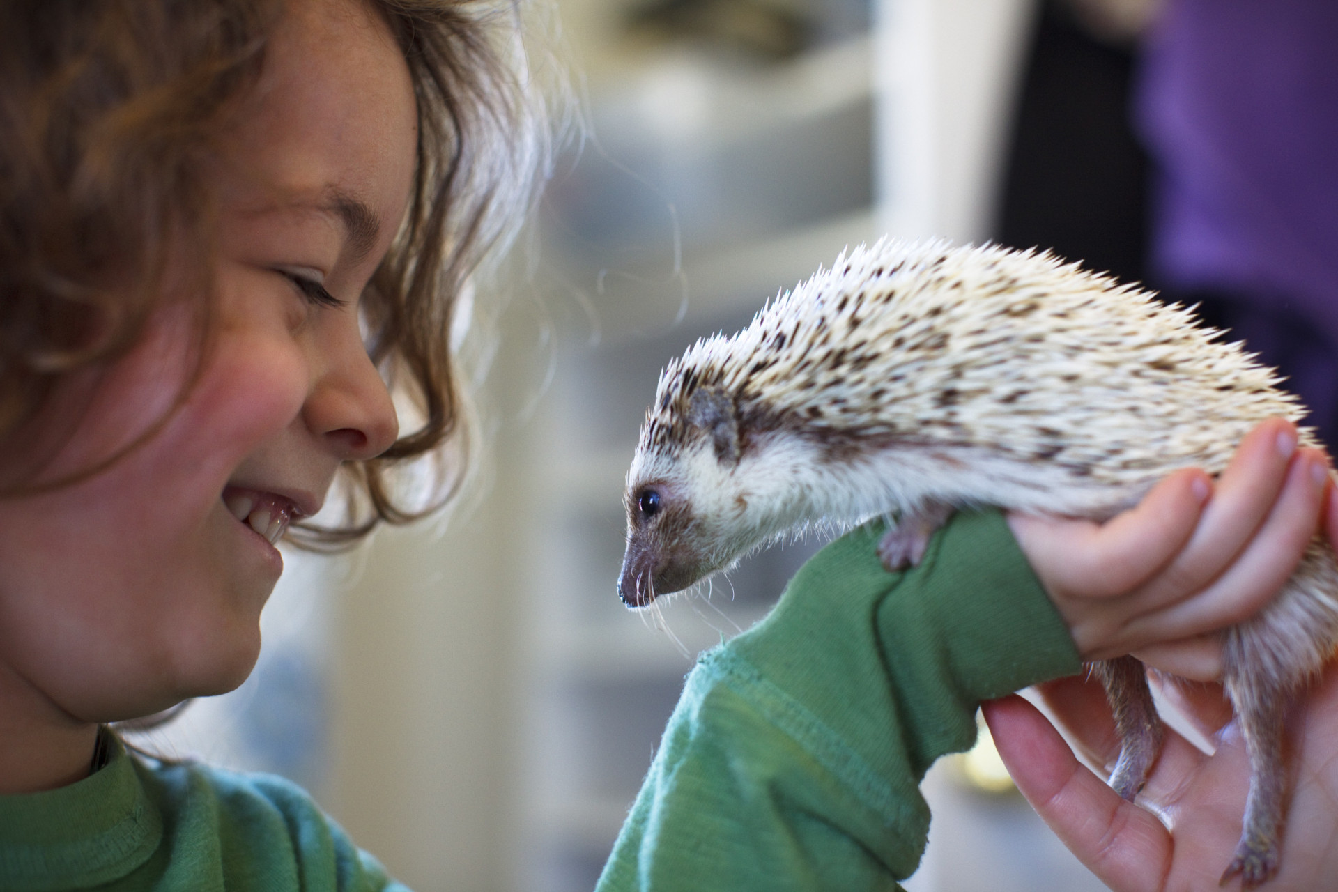 Nations leading in animal protection laws