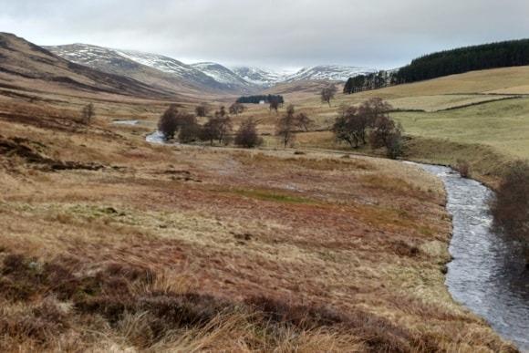 Project provides 20,000 new trees for Angus glens