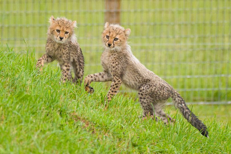 Adorable cheetah cubs make first steps into main enclosure at Yorkshire ...