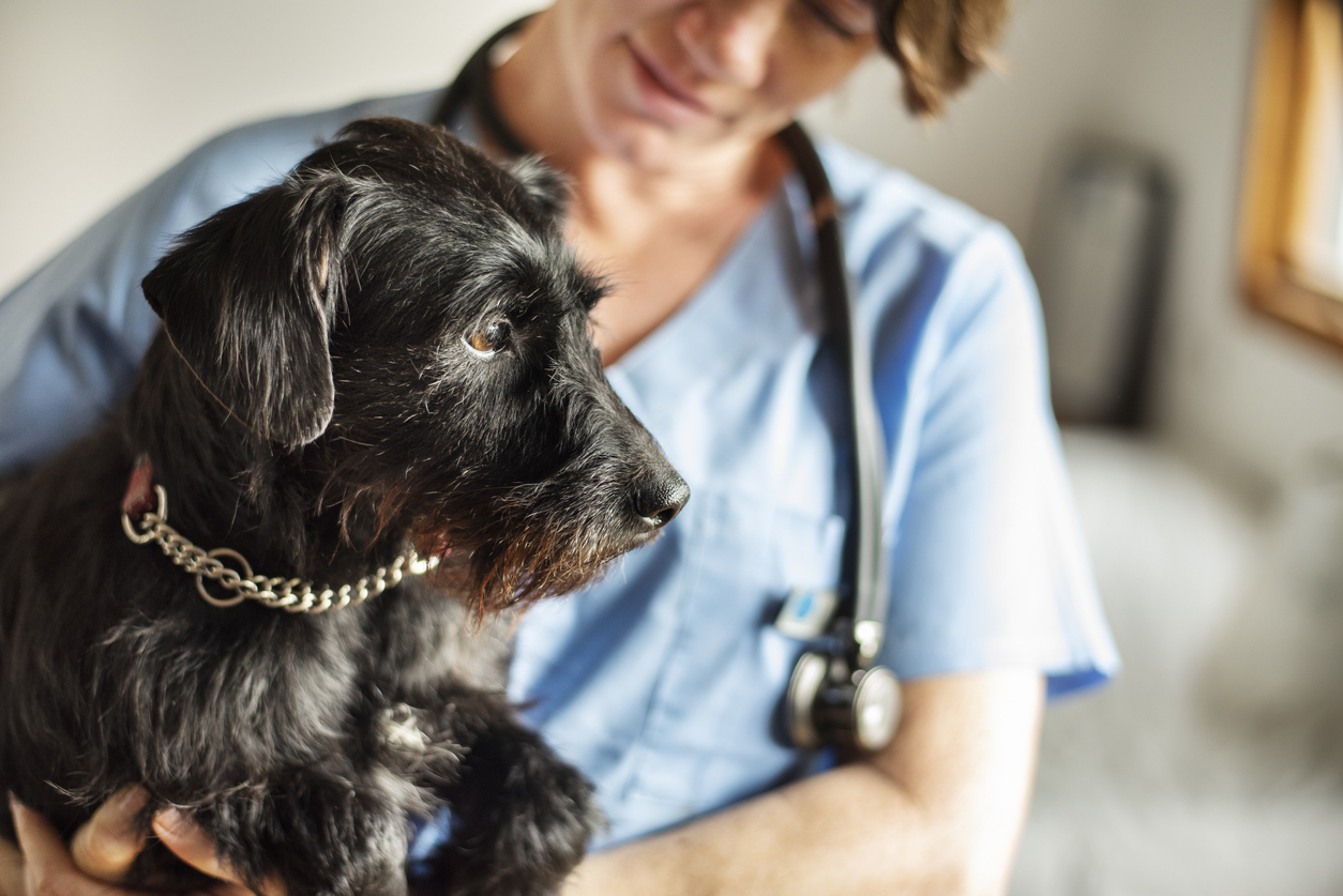 Chichester practice renamed West Sussex Veterinary Centre to better ...