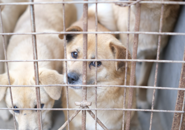 Nearly 200 dogs found stacked in basement crates in Alabama—petition ...