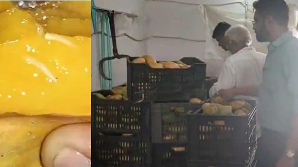 Is mango juice safe? ‘Rotten, worm-eaten’ mangoes intended for pulp ...