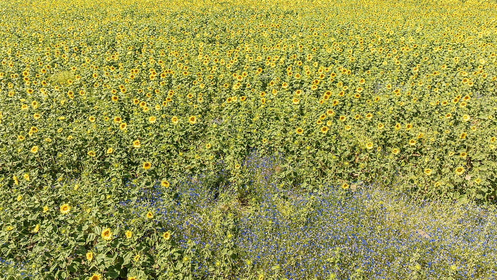Growing sunflowers from soil to science