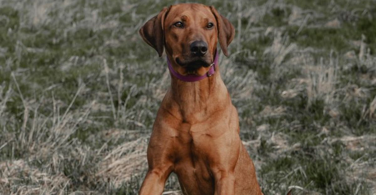 13 dog breeds that go from difficult to incredible with proper guidance