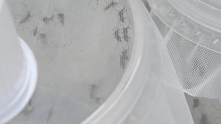 Florida may see millions of lab-raised mosquitoes under Google plan