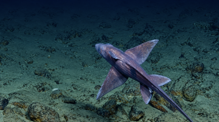 Rare ghost shark has been spotted haunting the deep sea
