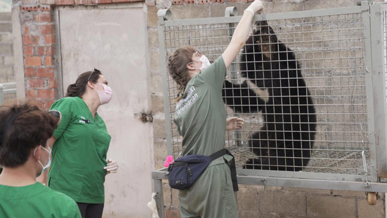Dozens of bears freed from illegal bile farm in 'largest ever rescue'
