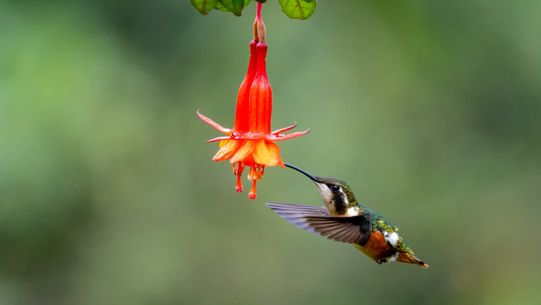 How to make your backyard a hummingbird haven