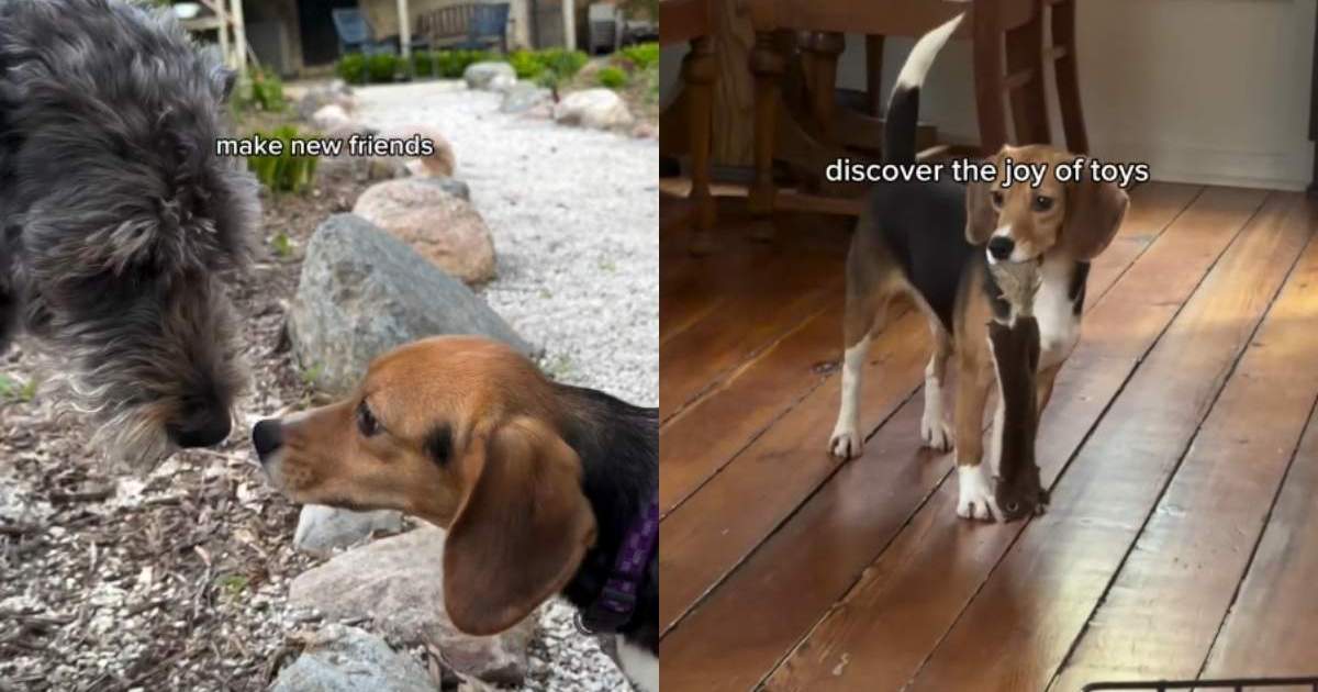 Shut down foster dog who braved animal testing learns to live life