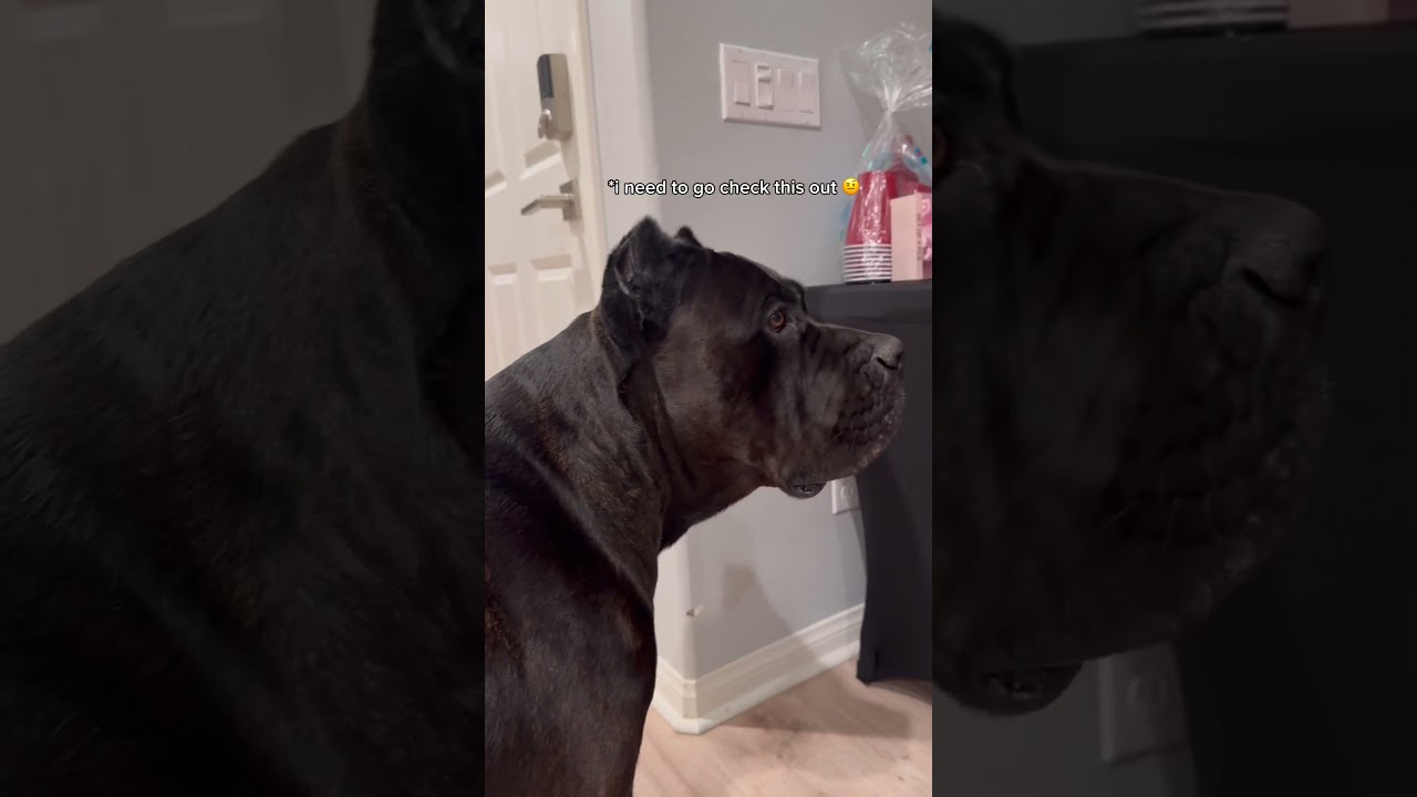 Dog shows how Bane brought in the new year with energy
