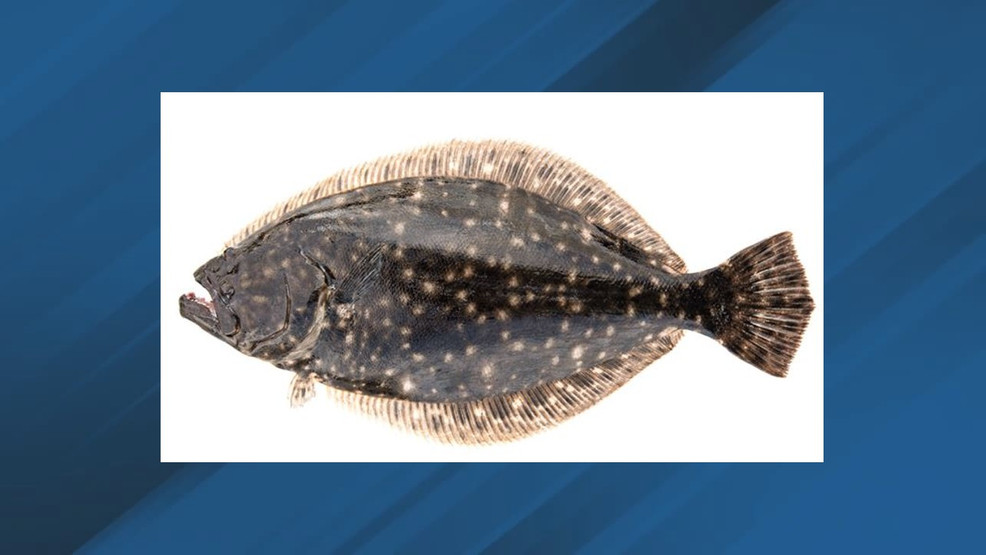 Recreational flounder harvest returns in September