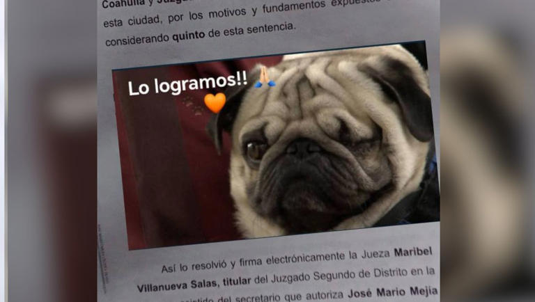 ¡Justicia para Gizmo! Tras casi 3 años, sancionan a hotel de mascotas ...