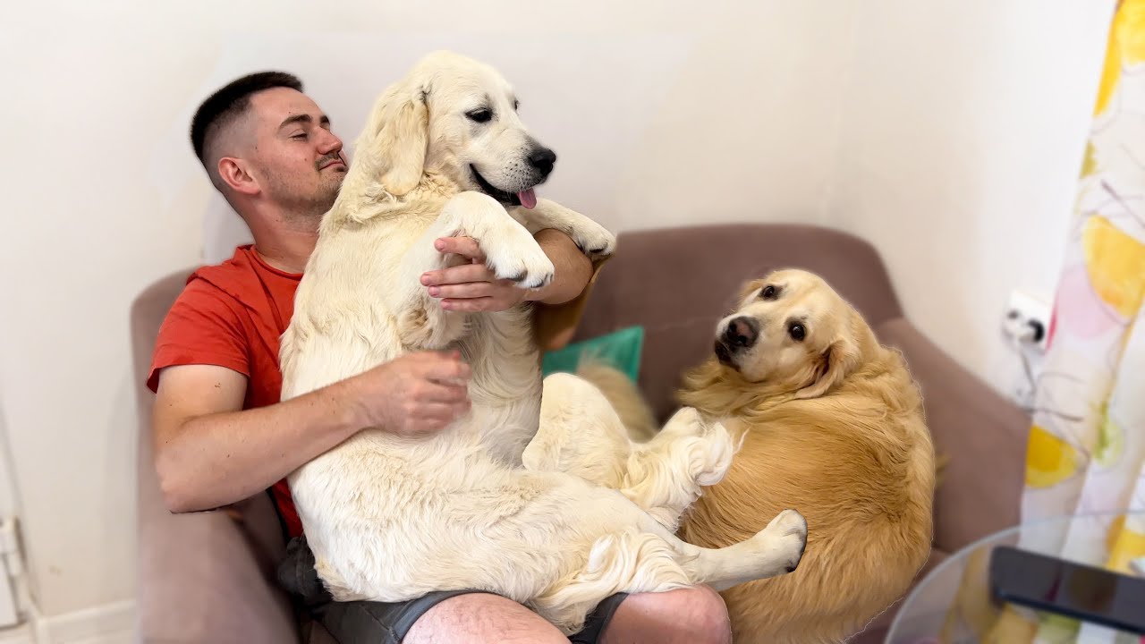 Dad hugs a puppy and golden retriever notices