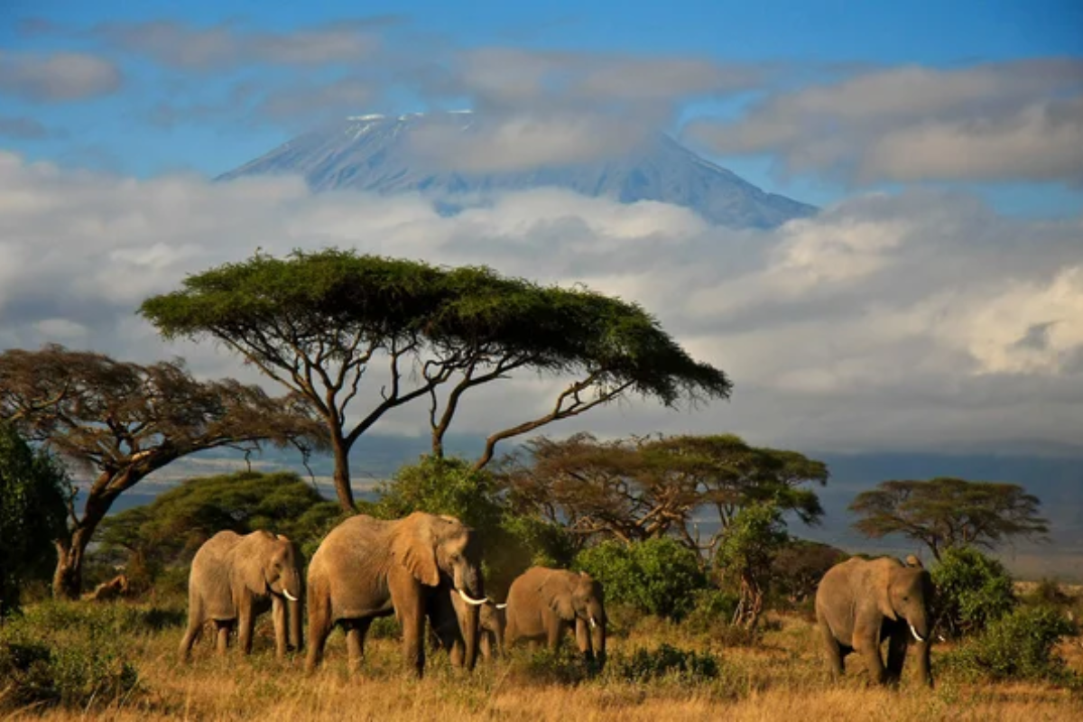 20 drive-thru wildlife safaris across America