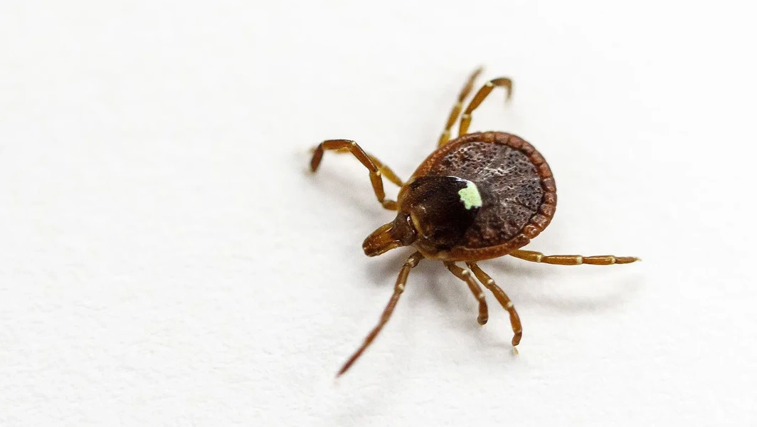 North Carolina sees surge in tick-linked red meat allergies