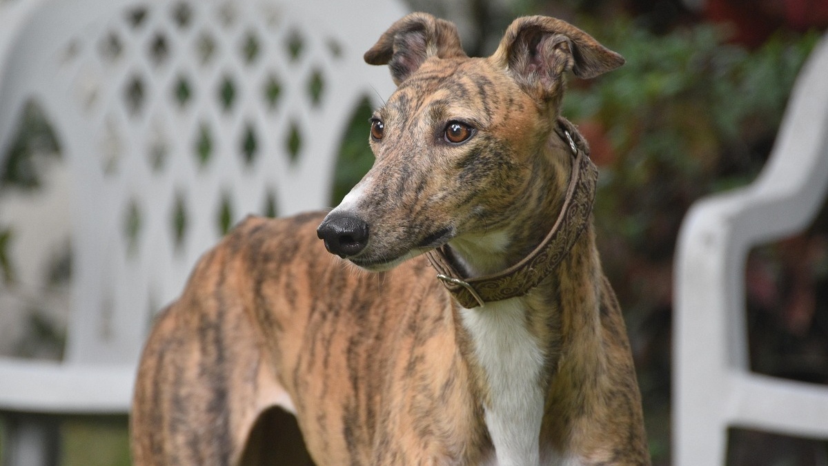 The 15 most laid-back dog breeds that are perfect for introverted ...