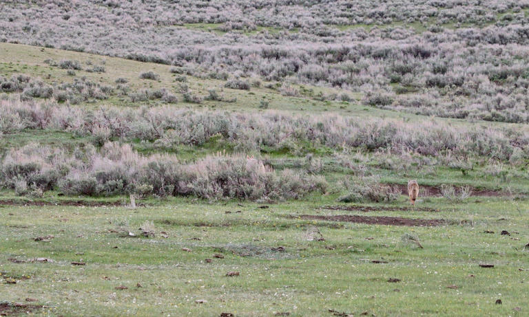 Can you spot the coyotes in Yellowstone meadow?