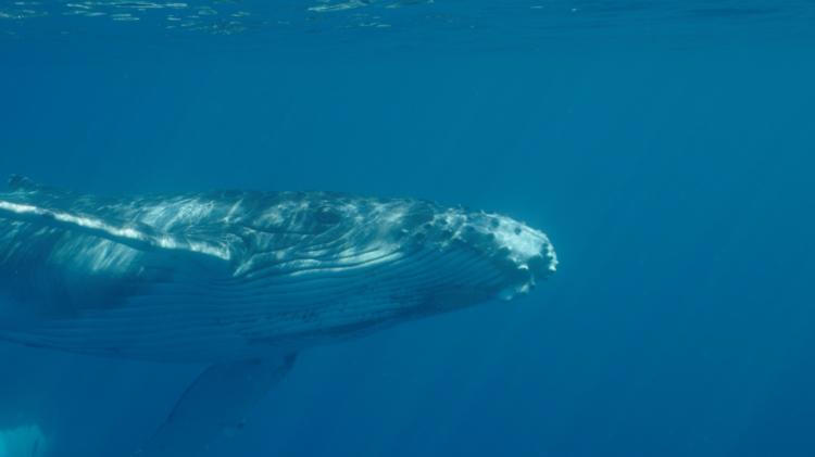 Les baleines sont-elles sensibles à la musique ? La fascinante ...