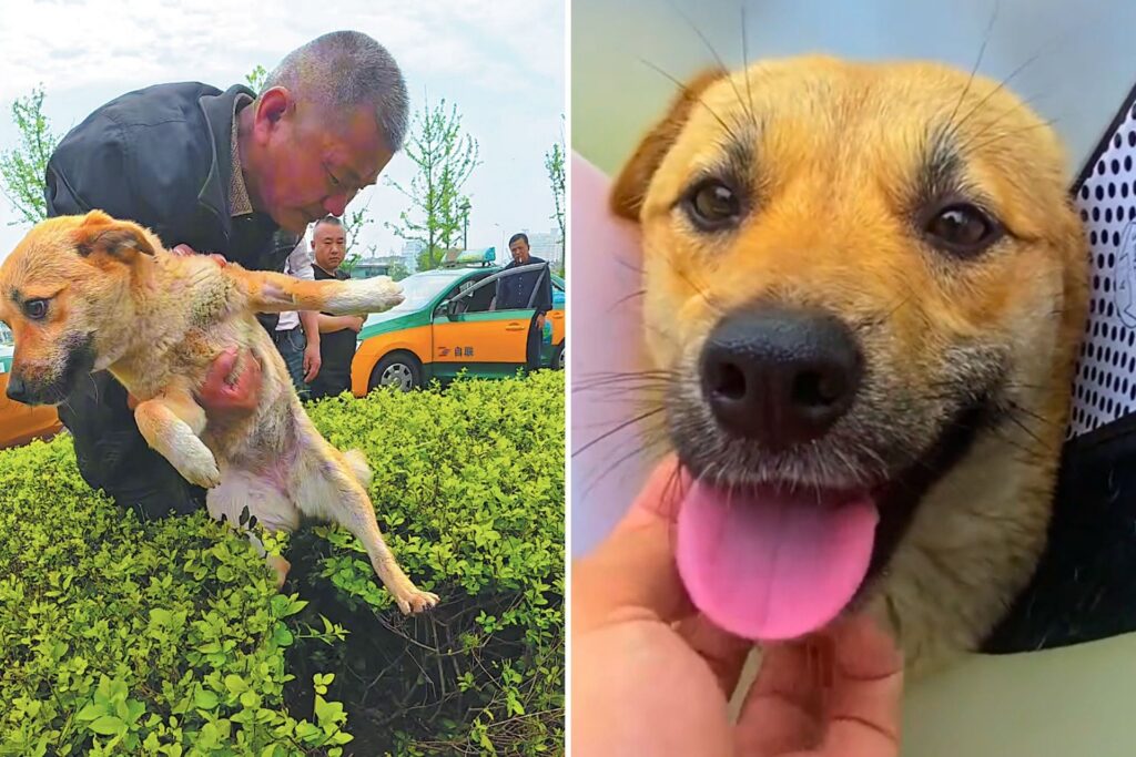 Stray dog visited taxi drivers for food every day until she was found ...