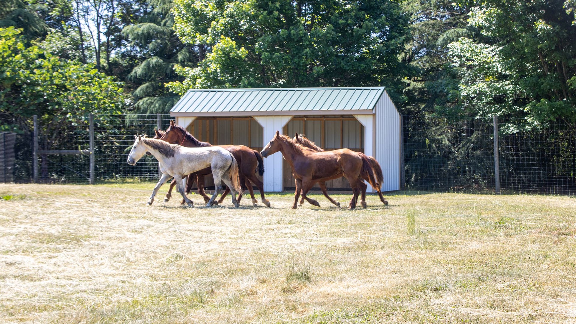 9 horses captured, 1 still loose after Iredell County escape