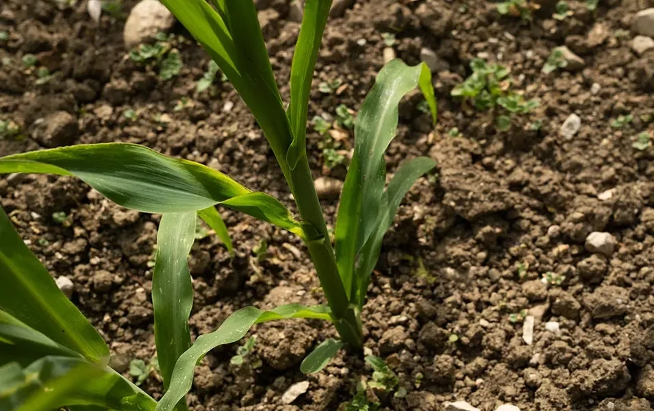 Grow smarter with soil-first gardening tips