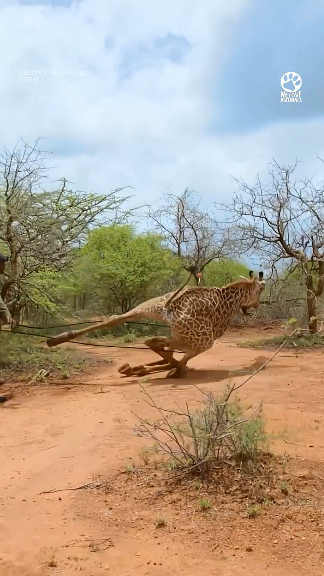 Heroic men bring down a giraffe to save her life ️