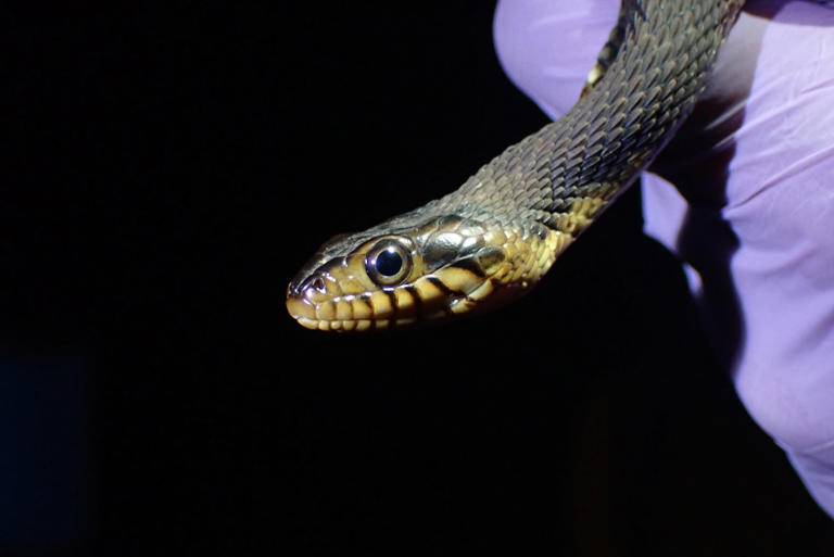 Slithering toward extinction: Deadly diseases could wipe out ...