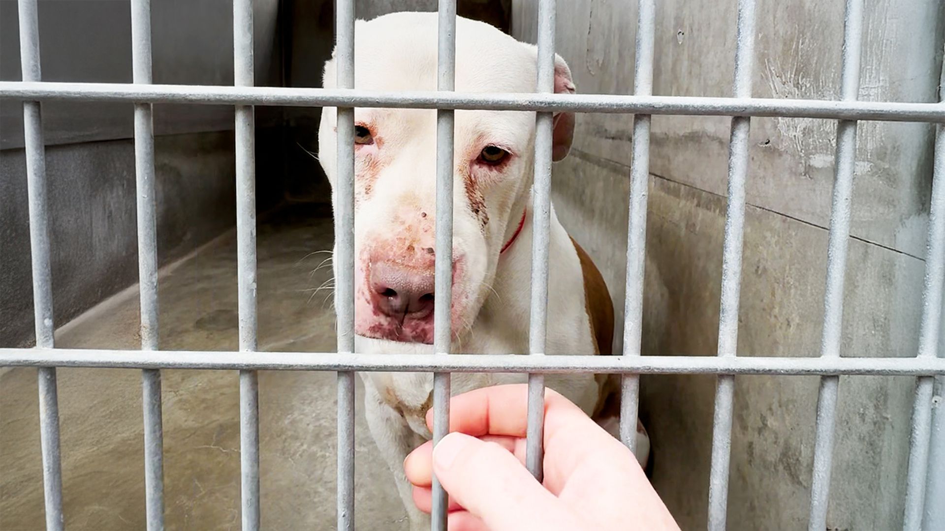 Pittie who kept crying in the shelter is so happy now