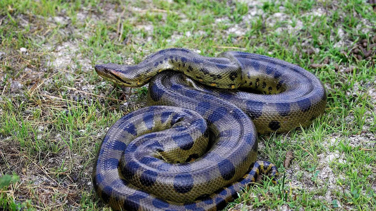 10 rare snakes found in the Amazon rainforest and what travellers ...