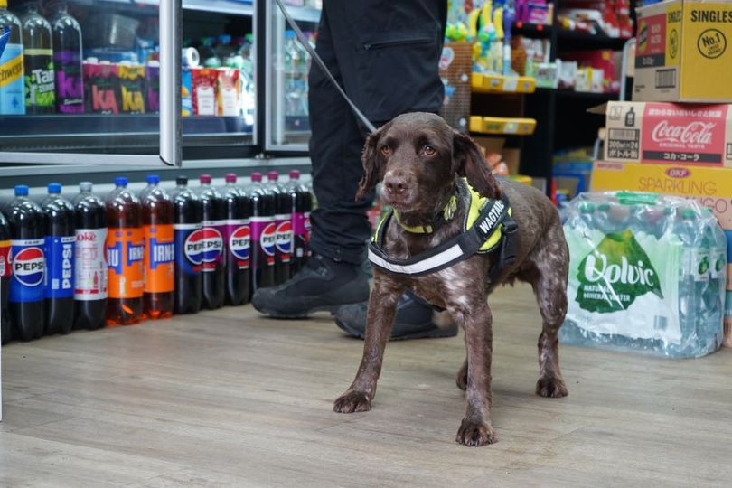 Dora and Fred sniff out dodgy 'lollies' as huge illegal haul seized ...