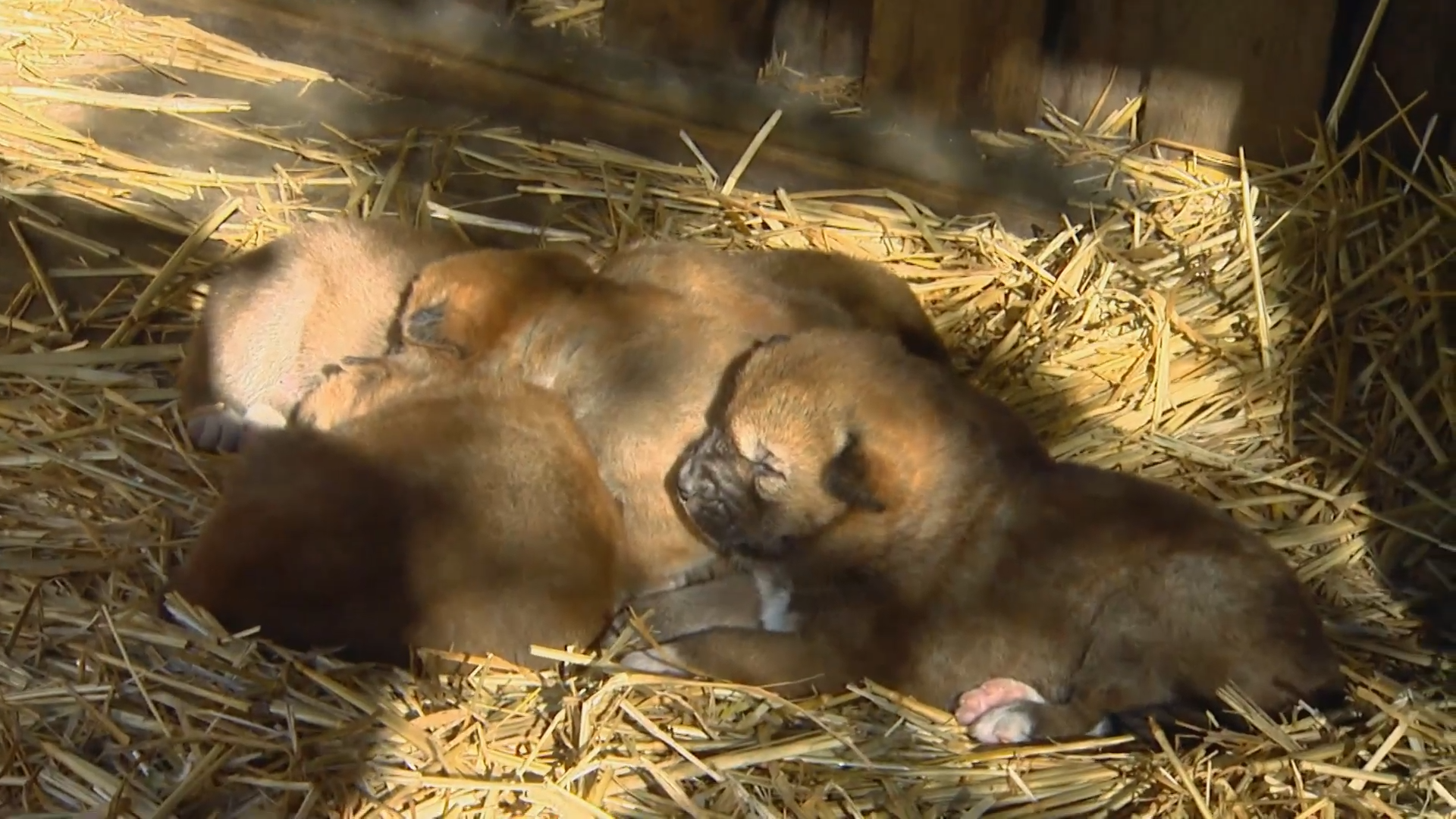 They celebrated newborn puppies not knowing what danger could come next