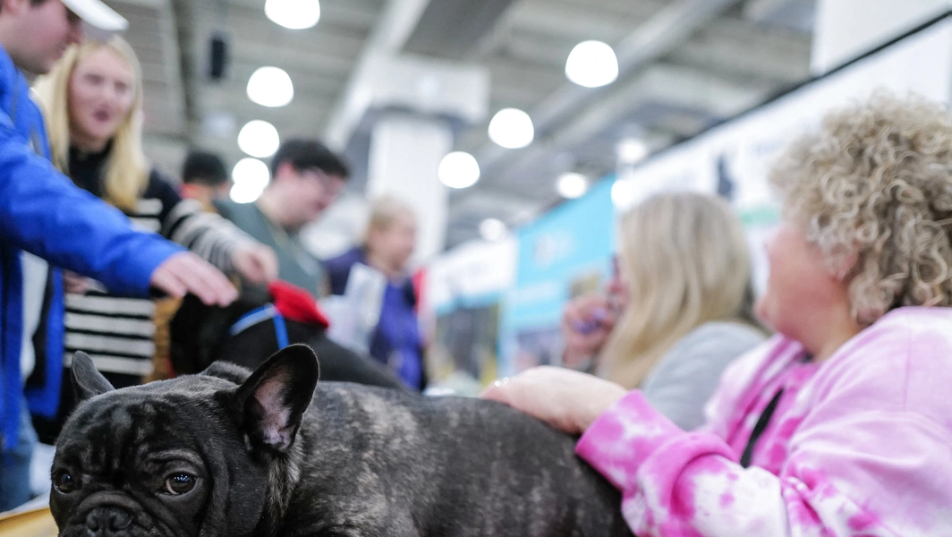 5 most popular AKC dog breeds in 2026