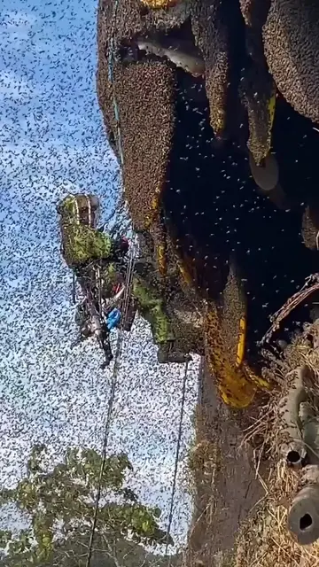 Cliffside beekeepers harvest rare mad honey in Nepal
