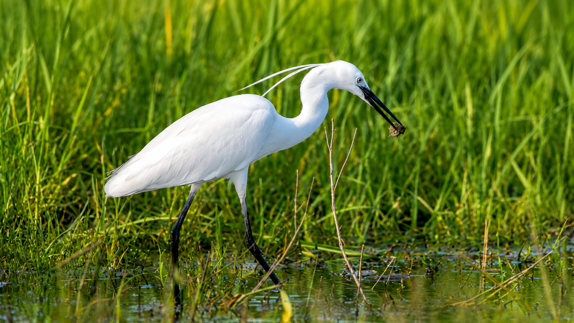 A hidden camera captured a successful hunt in the wetlands