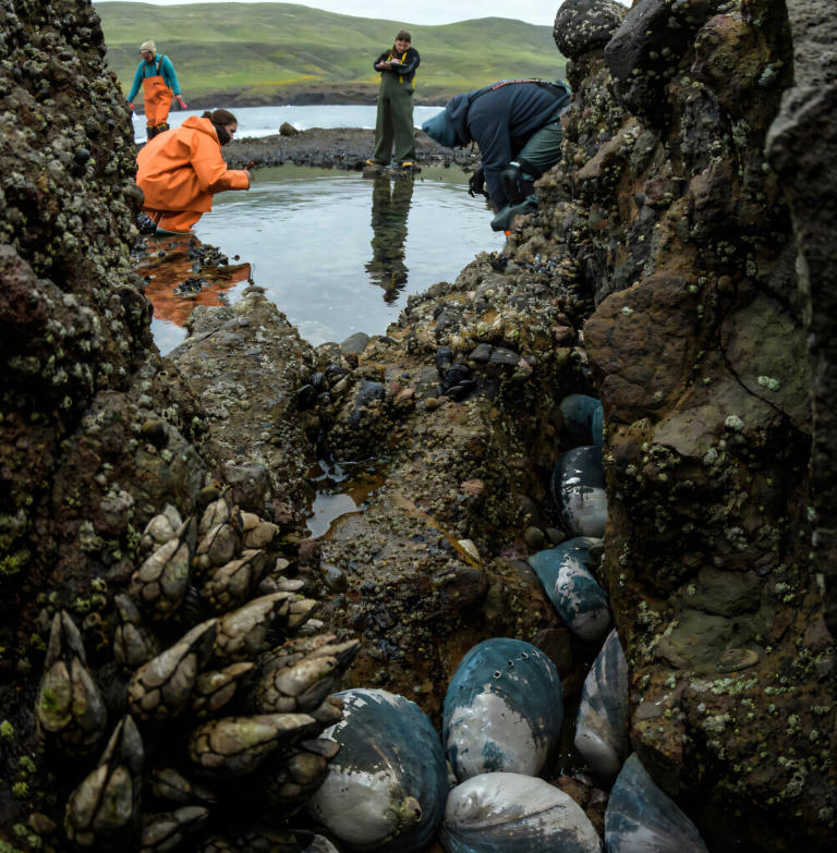 Ancient DNA offers hope for California's critically endangered black ...