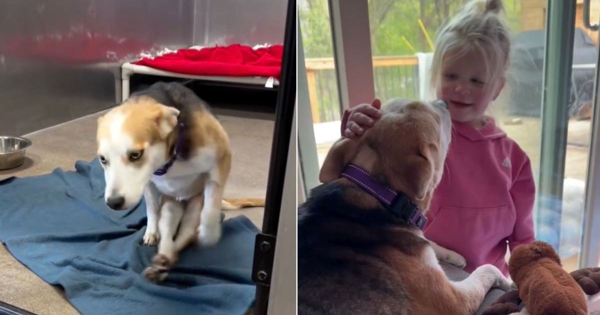 ‘Paralyzed' Rescue Dog Falls in Love With Little Girl & It Looks Just ...